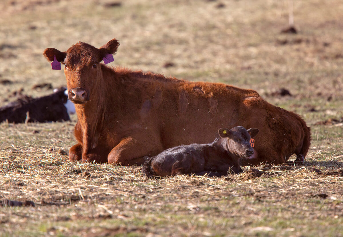 A Comprehensive Guide to Calving – Animal Health Express