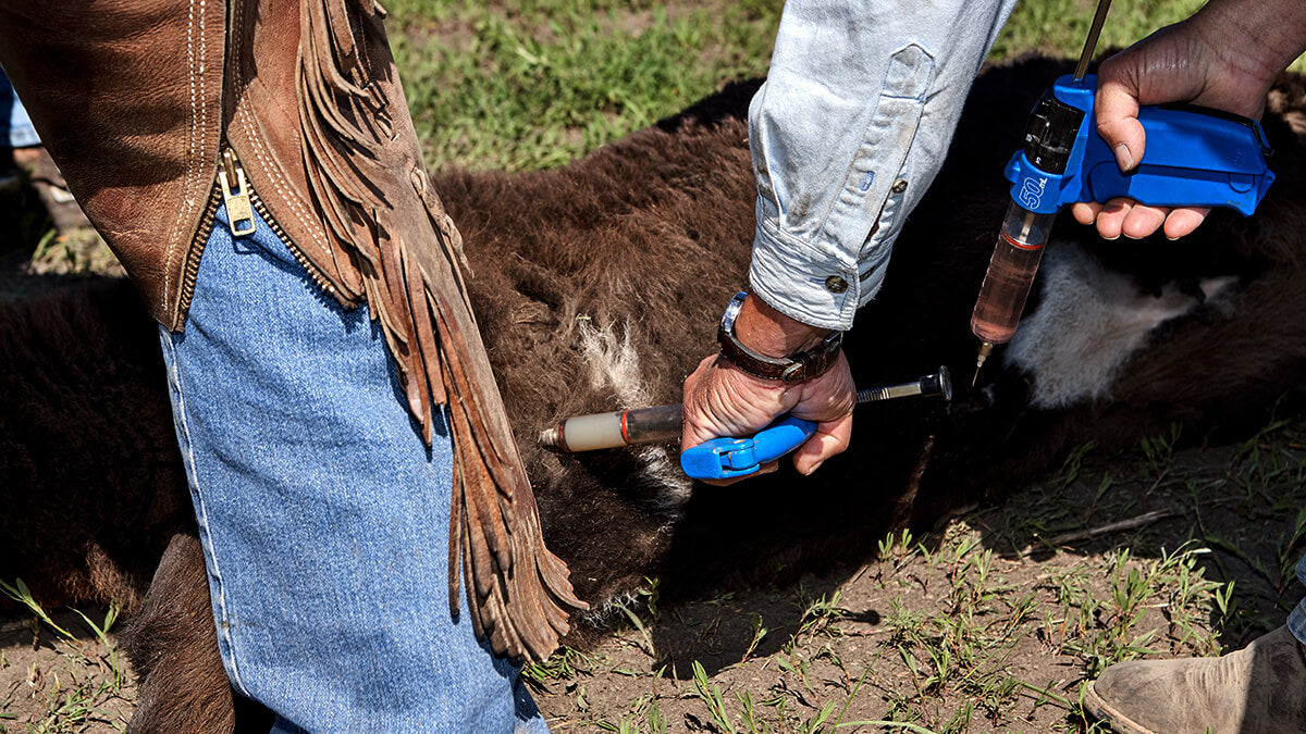 Livestock Vaccines – Animal Health Express